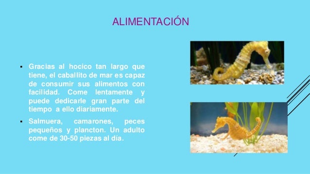 Presentacion caballitos de mar o hipocampos gonzalez riofrio elsy