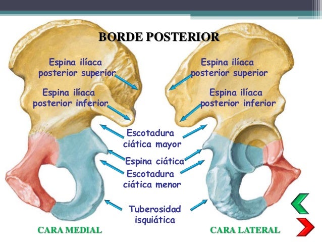 Cintura Pelvica - Articulaciones Cadera