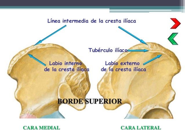 Cintura Pelvica - Articulaciones Cadera