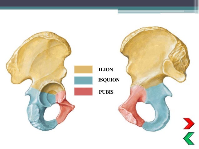 Ilion Isquion | www.picswe.net