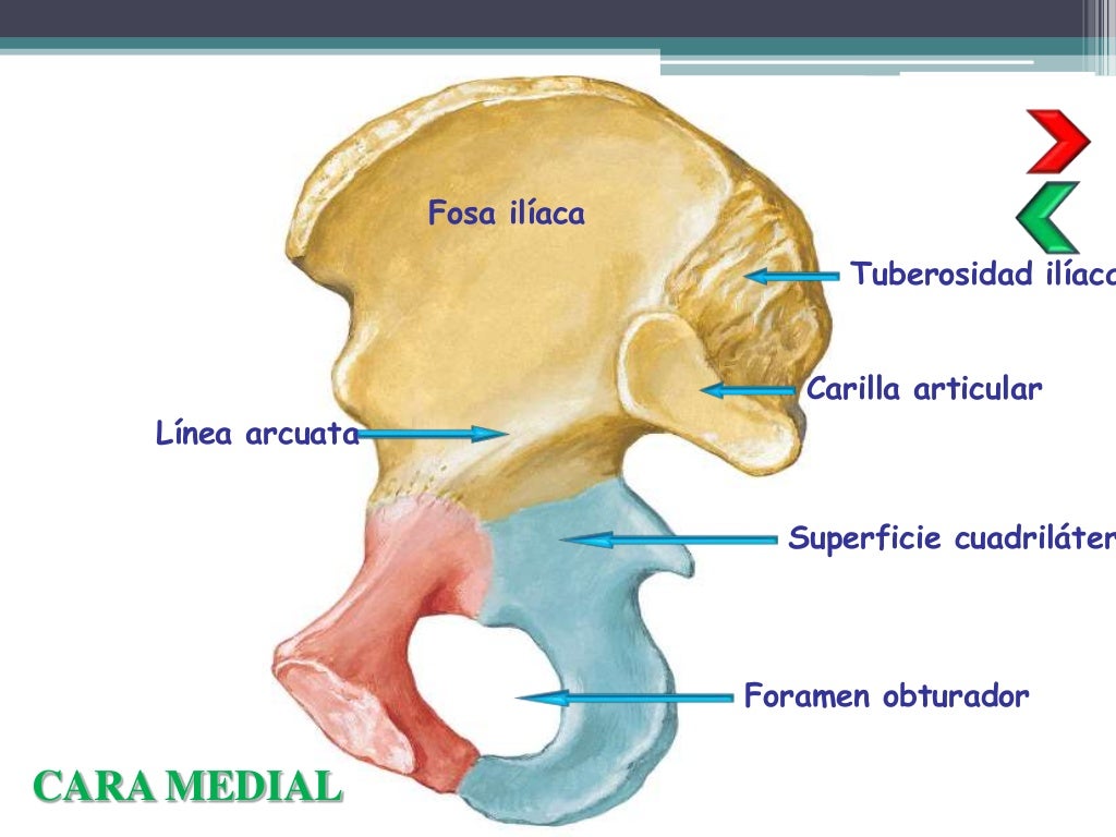 Cintura Pelvica - Articulaciones Cadera