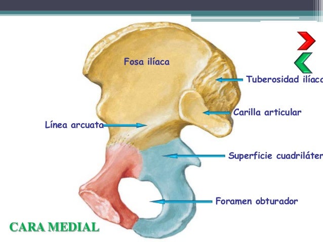 Cintura Pelvica - Articulaciones Cadera