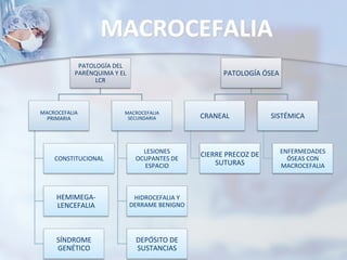 Presentación caso clínico de lactante con macrocefalia | PDF