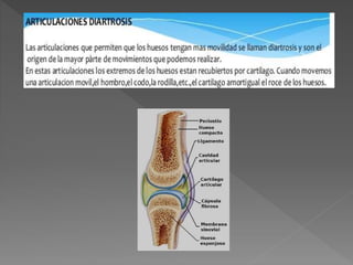 Presentacion clasificacion de diartrosis o sinoviales | PPT