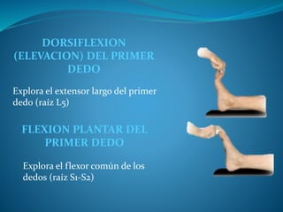 exploracion de columna lumbar | PPTX