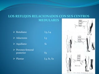 exploracion de columna lumbar | PPTX
