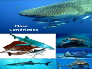 CONDRICTIOS | PPTX