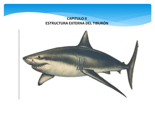 CONDRICTIOS | PPTX