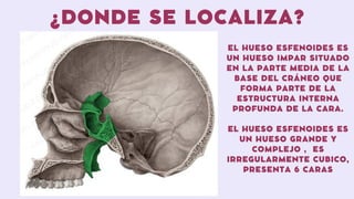 Presentación del hueso esfenoides | PDF