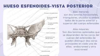 Presentación del hueso esfenoides | PDF