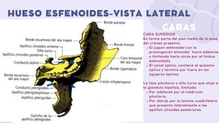Presentación del hueso esfenoides | PDF