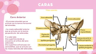 Presentación del hueso esfenoides | PDF