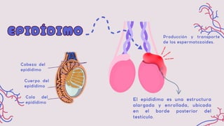 Presentacion cuerpo humano organico ilustrado morado pastel.pdf