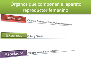 Anatomía del sistema reproductor femenino | PPTX