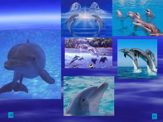 Presentacion De Animales Marinos | PPT