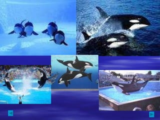 Presentacion De Animales Marinos | PPT