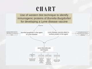 Use of western blot technique to identify inmunogenic proteins of ...