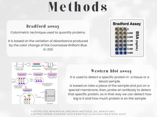 Use of western blot technique to identify inmunogenic proteins of ...