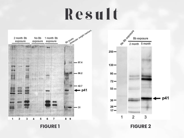 Use of western blot technique to identify inmunogenic proteins of ...