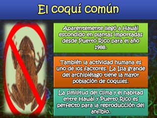 Presentacion de Coqui comun | PDF