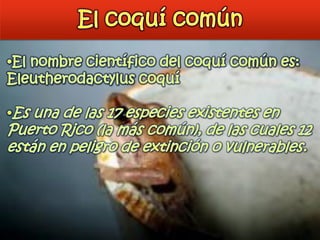 Presentacion de Coqui comun | PDF