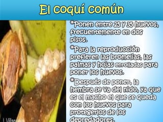 Presentacion de Coqui comun | PDF
