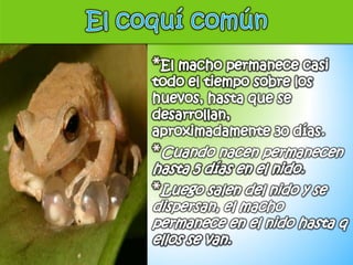 Presentacion de Coqui comun | PDF