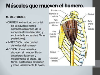 Presentacion de escapula y humero | PPT