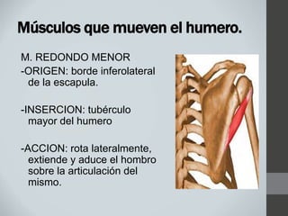 Presentacion de escapula y humero | PPT