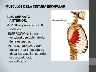 Presentacion de escapula y humero | PPT