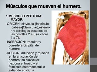 Presentacion de escapula y humero | PPT