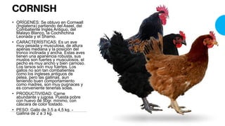 Presentacion sobre las gallinas y sus clasificaciones | PDF