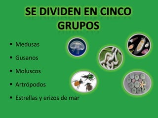 Animales Invertebrados Sin Columna Vertebral