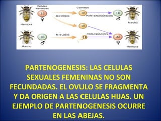 Presentacion de la reproduccion sexual y asexual | PPT