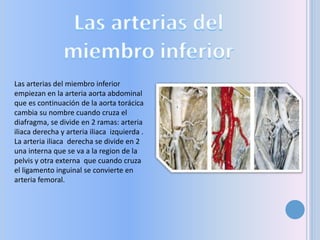 Presentacion de las arterias | PPTX