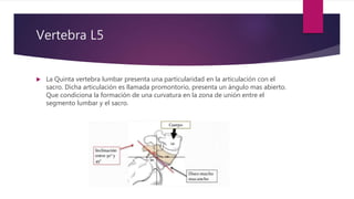 Presentacion de las vertebras lumbares | PPTX