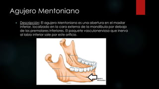 Radiologia Dental Haring Jansen- Capitulo 26 | PPTX