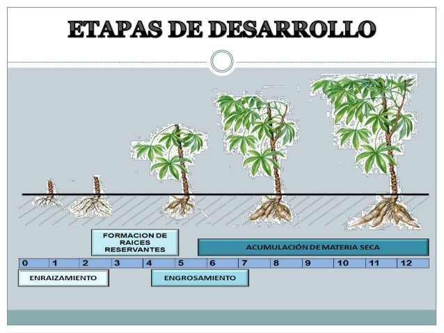 Manejo Integrado del cultivo de la yuca en el Caribe Colombiano