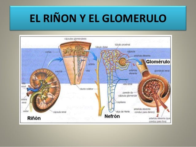 Presentacion del glomerulo