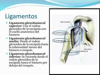 Hombro (morfología) | PPTX