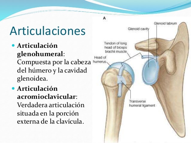 Hombro Cabeza Hombro