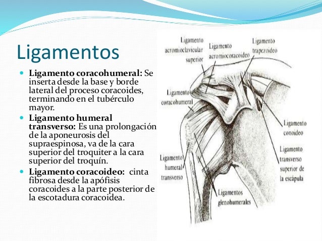 Hombro (morfología)