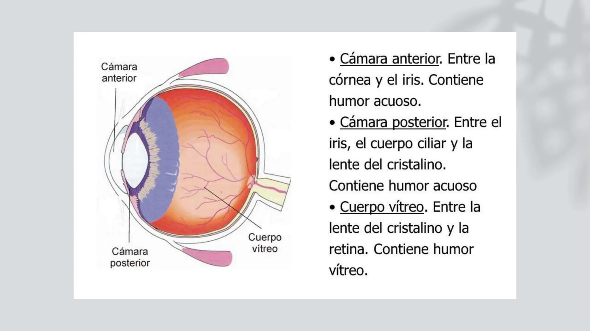 Presentación acerca de anatomía, fisiología, y patología del ojo del ...