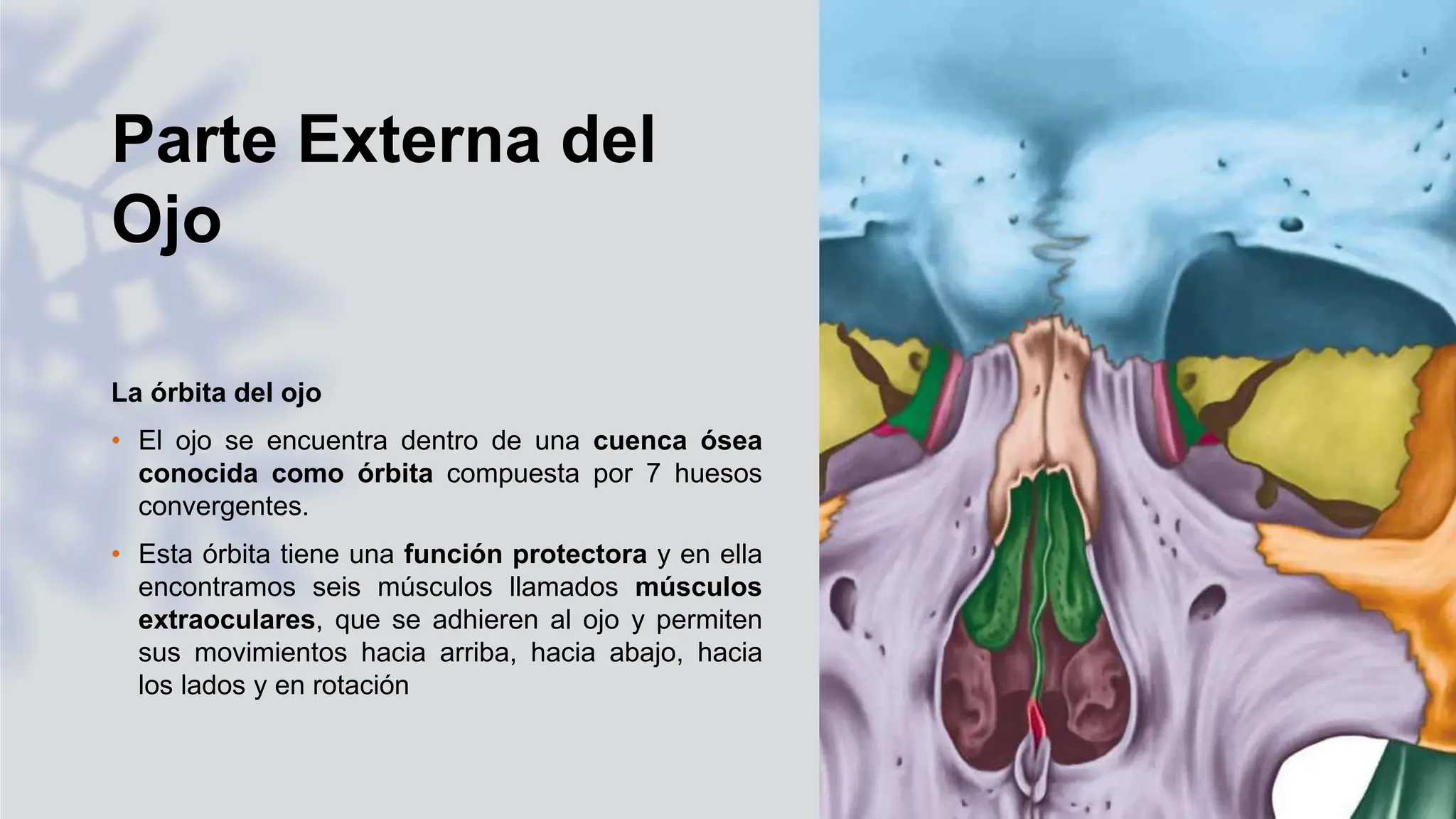 Presentación acerca de anatomía, fisiología, y patología del ojo del ...