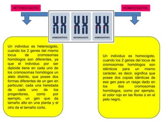 Presentacion de los cromosomas | PPTX