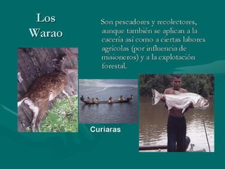 Presentacion del proyecto warao. horizontes venezuela | PDF