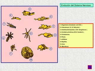 Presentaciondelsistemanervioso | PPT