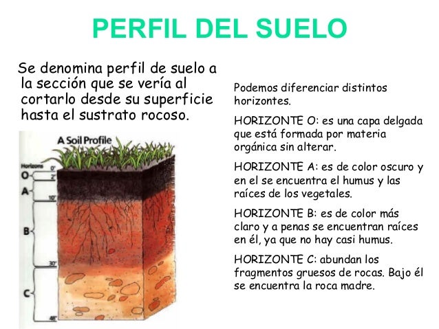 ECOLOGIA: perfil del suelo