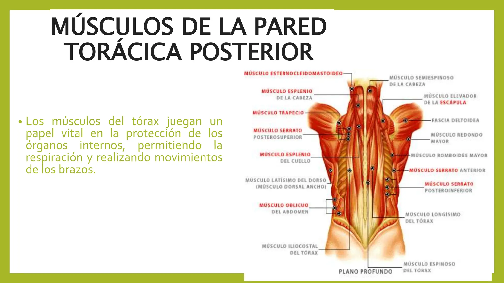 PRESENTACION DE MUSCULOS DEL CUERPO.pptx