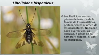 Presentación de neurópteros | PPTX